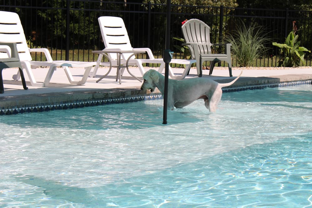 Swimming Pool with Sun Shelf | The Pool Company Construction